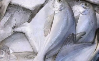 鲳鱼种类图片名称大全_如何区分银鲳金鲳乌鲳