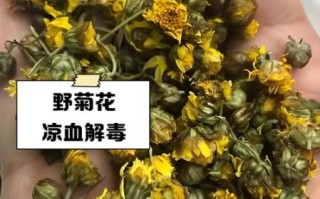 野菊花茶的功效与作用_野菊花茶怎么泡才正确