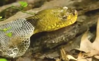 蛇最怕什么气味_蛇最怕什么动物