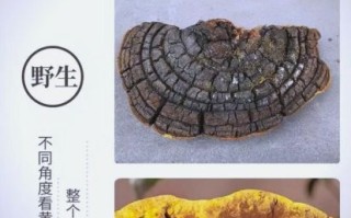 桑黄的功效与作用及食用方法_桑黄怎么吃效果最好