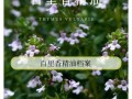 百里香精油的功效与作用_百里香精油怎么用