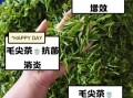 毛尖茶的功效与作用_毛尖茶的副作用有哪些