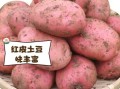 红皮土豆的功效与作用_红皮土豆适合减肥吗