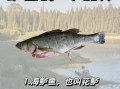 鲈鱼图片大全哪里找_鲈鱼高清图鉴欣赏
