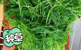 孕妇能吃茴香饺子吗_孕期吃茴香饺子的注意事项