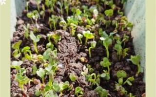 娃娃菜什么时候种_娃娃菜怎么种