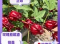 玫瑰茄的功效与作用及禁忌是什么_玫瑰茄泡水喝的正确方法