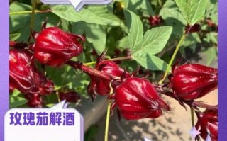 玫瑰茄的功效与作用及禁忌是什么_玫瑰茄泡水喝的正确方法