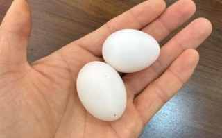 鸽子蛋多少钱一斤_鸽子蛋价格为什么贵