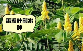 长期便秘喝番泻叶好吗_番泻叶副作用