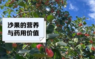 大沙果是什么水果_大沙果的功效与作用