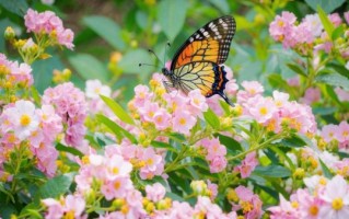 蝴蝶图片大全唯美_如何拍出仙气感