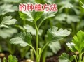香菜怎么种才能出苗快_香菜种植技术及管理