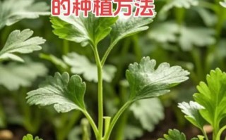 香菜怎么种才能出苗快_香菜种植技术及管理