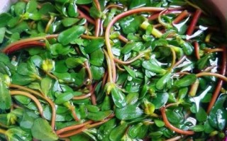 凉拌马齿苋怎么做_马齿苋凉拌前要焯水吗