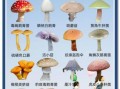 有毒蘑菇图片大全_如何辨别毒蘑菇