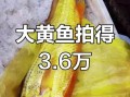野生黄鱼多少钱一斤_野生大黄鱼价格行情