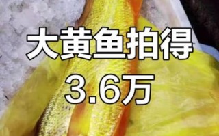 野生黄鱼多少钱一斤_野生大黄鱼价格行情