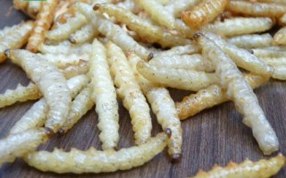 竹节虫吃什么_竹节虫食物有哪些