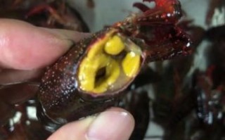 龙虾怎么洗才干净_龙虾清洗的正确步骤