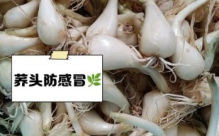 荞头图片大全_荞头怎么种植