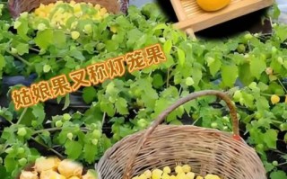 东北姑娘果怎么吃_东北姑娘果可以生吃吗
