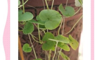 马蹄金怎么养_马蹄金草籽多久发芽