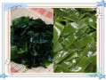 裙带菜图片大全_裙带菜和海带有什么区别