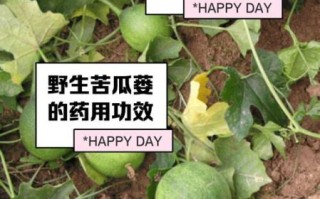 栝楼的功效与作用_栝楼怎么吃效果最好