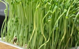 豆苗图片怎么拍_豆苗高清图哪里找