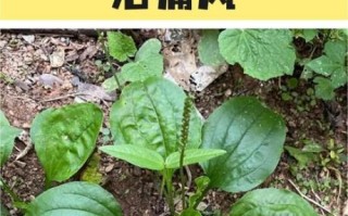 车前草治疗痛风有效吗_车前草降尿酸偏方怎么做