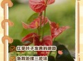 红掌怎么养_红掌叶子发黄怎么办