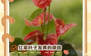 红掌怎么养_红掌叶子发黄怎么办