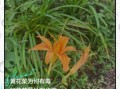 鲜黄花菜能吃吗_鲜黄花菜怎么处理去毒