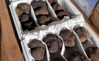 松露多少钱一斤_松露图片真假辨别