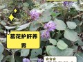 葛花泡茶的功效与作用_葛花泡水喝的禁忌