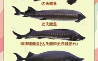鲟鳇鱼的营养价值_鲟鳇鱼怎么吃最补