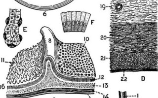 牛有几个胃_牛的四个胃分别叫什么