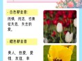 郁金香花语图片大全_不同颜色代表什么含义