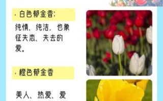 郁金香花语图片大全_不同颜色代表什么含义