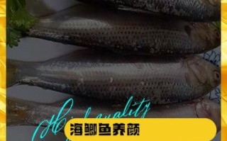海鲫鱼营养价值_海鲫鱼图片怎么看新鲜