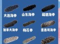 大连哪里买海参靠谱_大连海参选购避坑指南