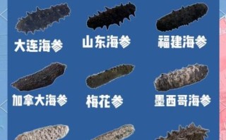大连哪里买海参靠谱_大连海参选购避坑指南