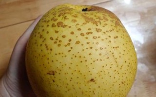 川贝雪梨胶囊功效与作用_川贝雪梨胶囊适合什么人吃