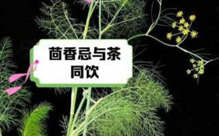茴香不能和什么一起吃_茴香相克食物有哪些