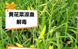 黄花菜怎么种植_黄花菜田间管理要点