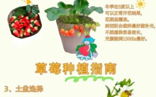 草莓怎么种植_草莓日常管理技巧