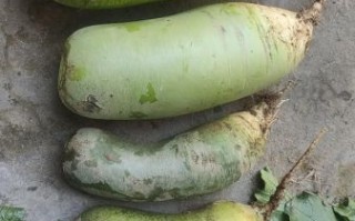 青萝卜怎么保存_青萝卜图片大全