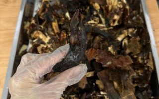 鹿胎粉的功效与作用_鹿胎粉适合什么人吃