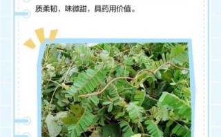 鸡骨草叶子泡水有什么功效_鸡骨草叶子泡水能天天喝吗